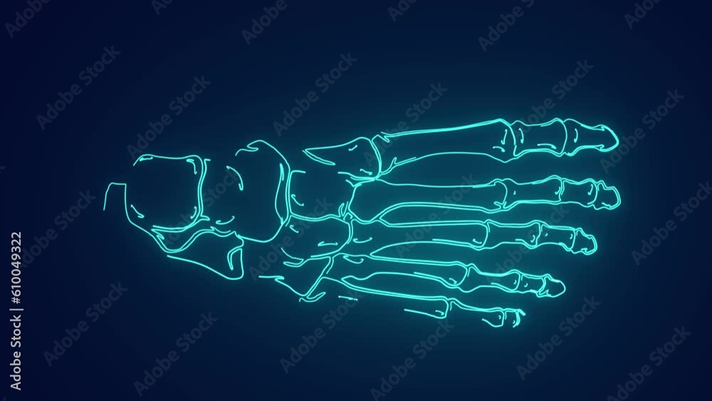 human foot top view bones and ankle joint foot anatomy 素材庫影片 | Adobe Stock