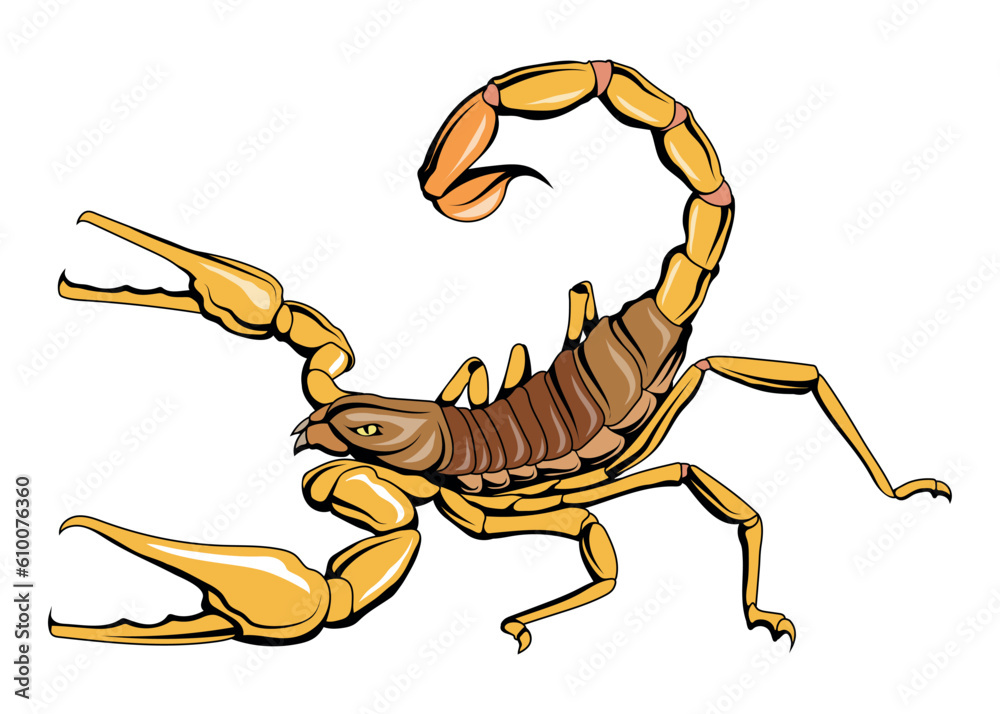 Scorpio. Vector illustration of a astrology Zodiac horoscope ...