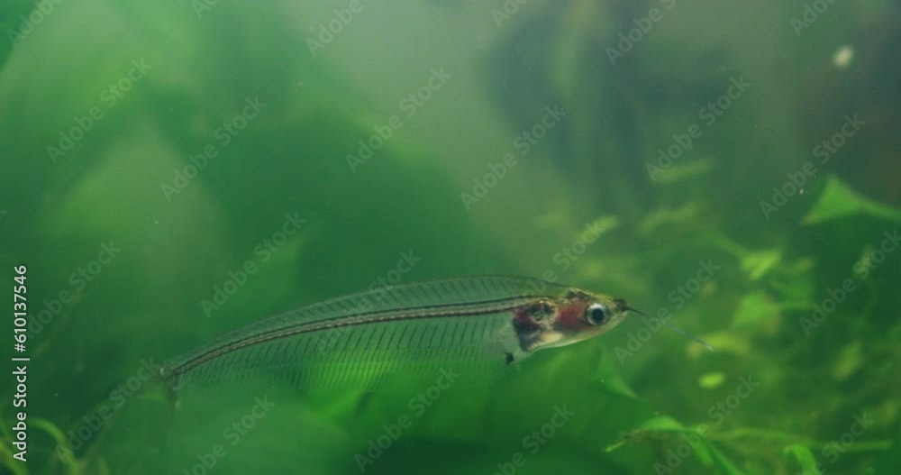 Fish pets, aquarium and underwater tropical animal in blue water ...