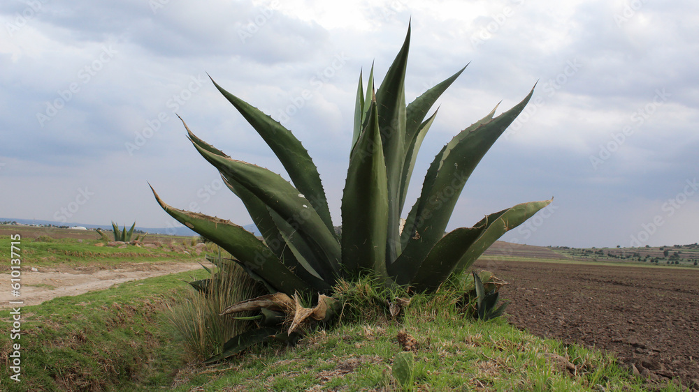 Maguey pulquero de gran tamaño en paisaje de cielo nublado. Planta ...