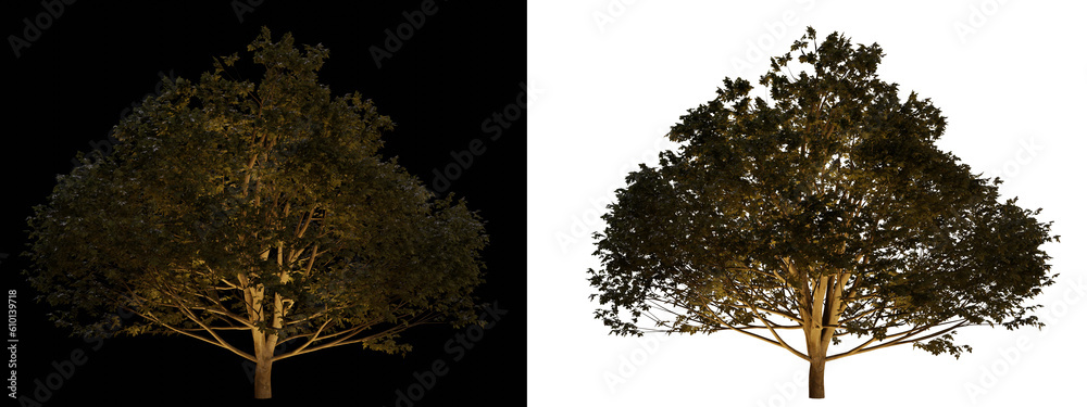isolated, cutout, hires tree night scene with uplight in transparent ...