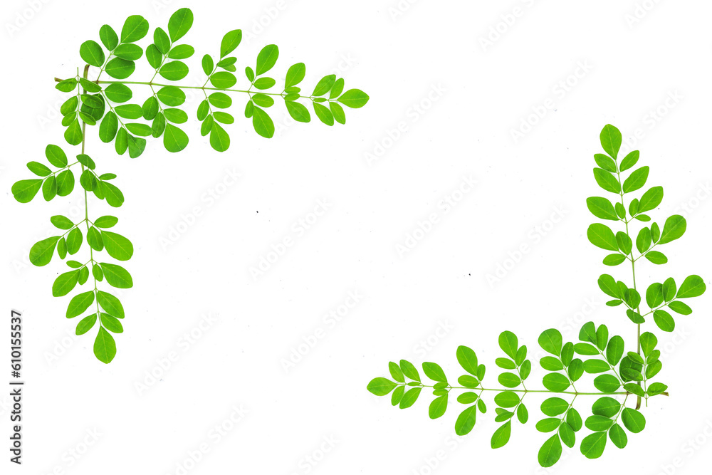 fresh moringa oleifera leaves isolated transparent background png Stock ...