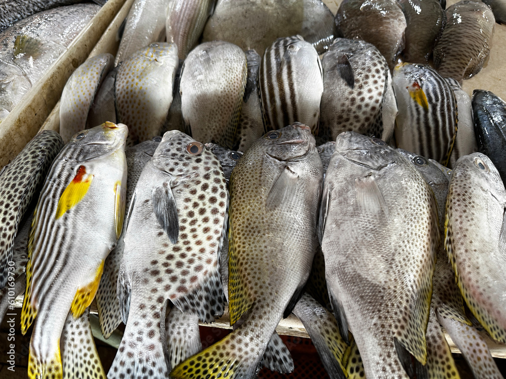 Variety of marine sea fish sold at Tawau Sabah wet fish market in ...