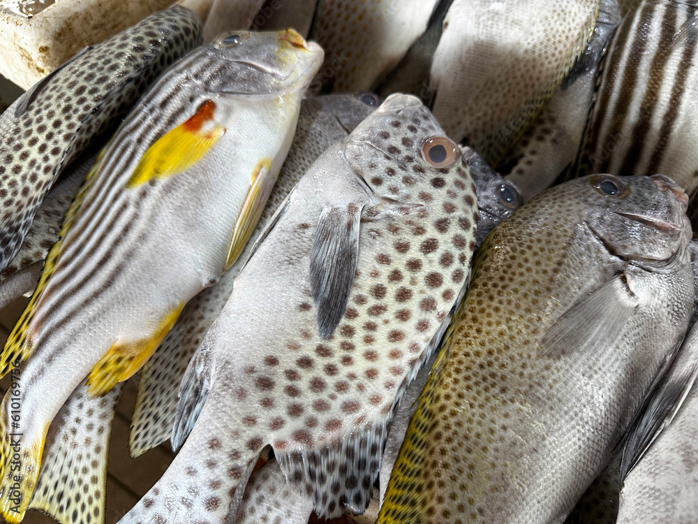 Variety of marine sea fish sold at Tawau Sabah wet fish market in ...