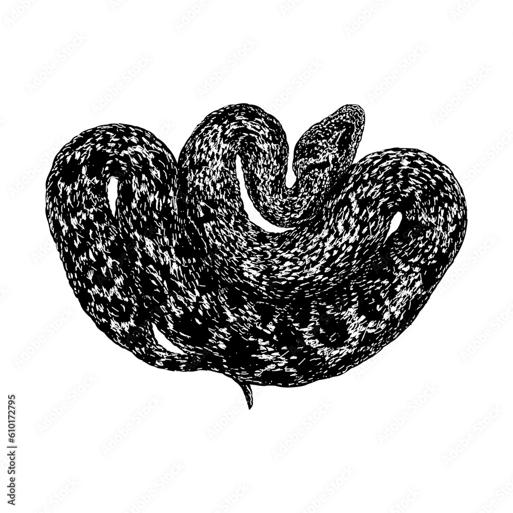 Saw-scaled viper hand drawing vector isolated on background. Stock ...