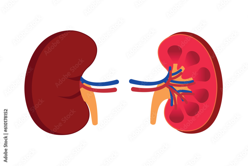cross section of human kidney. kidney vector illustration isolated on ...