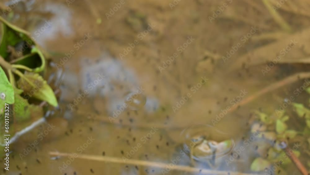 Frog Eggs on water surface. A female frog can lay anywhere from 100 to ...