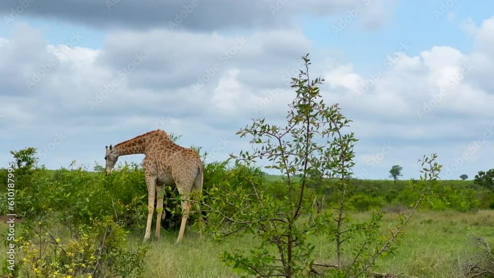 Giraffe pack Big Five grazing eating grass with long trunk tusk Kruger ...