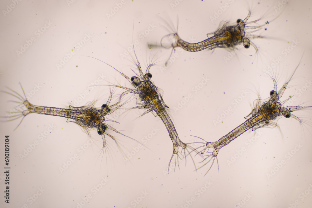 White shrimp. Zoea stage of Vannamei in light microscope, Shrimp larvae ...