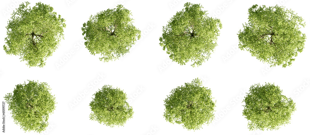 set of trees rendered from the top view, 3D illustration, for digital ...