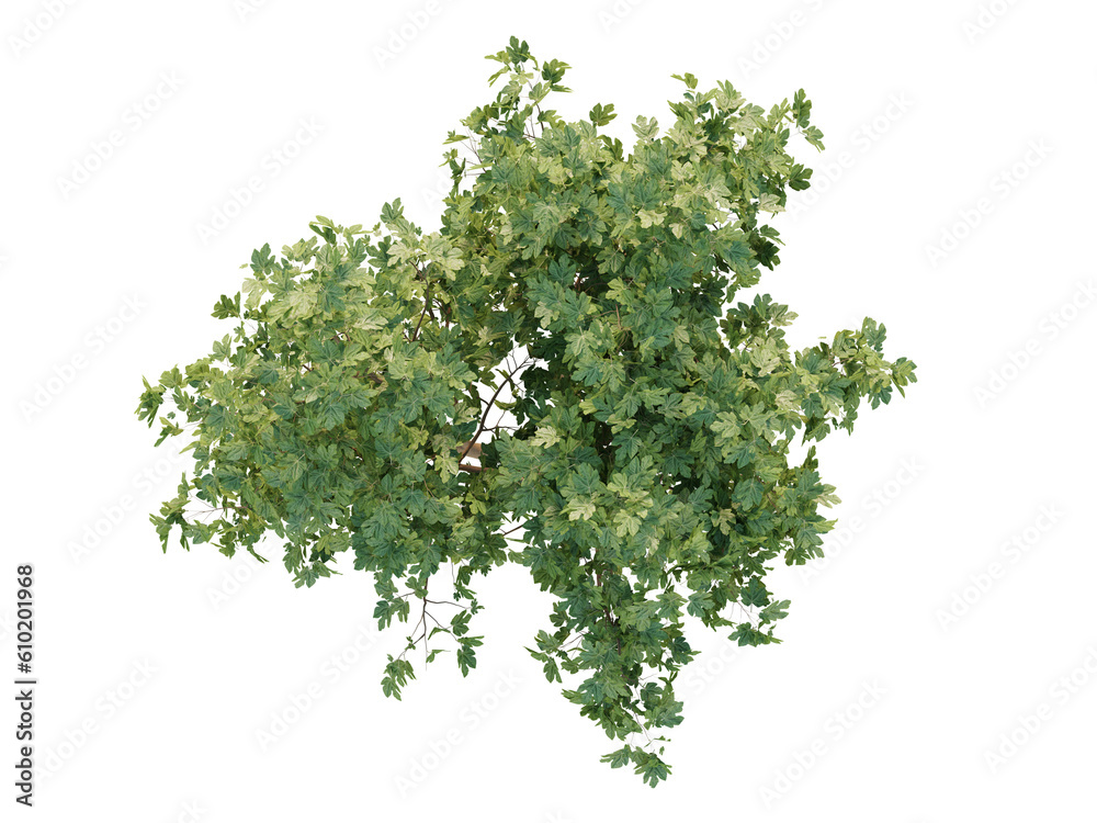 Ficus Carica - Top View Ficus ilustración de Stock | Adobe Stock