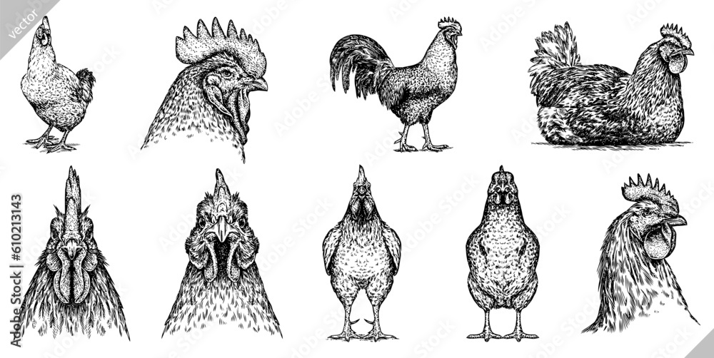 Vintage engraving isolated chicken set illustration rooster ink sketch ...