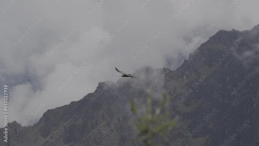 Andean condor, Vultur gryphus, the largest flying birds in the world ...