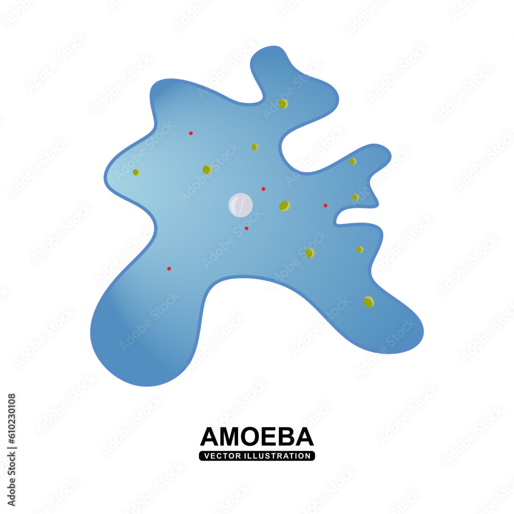 Amoeba is a type of cell or unicellular organism with the ability to ...