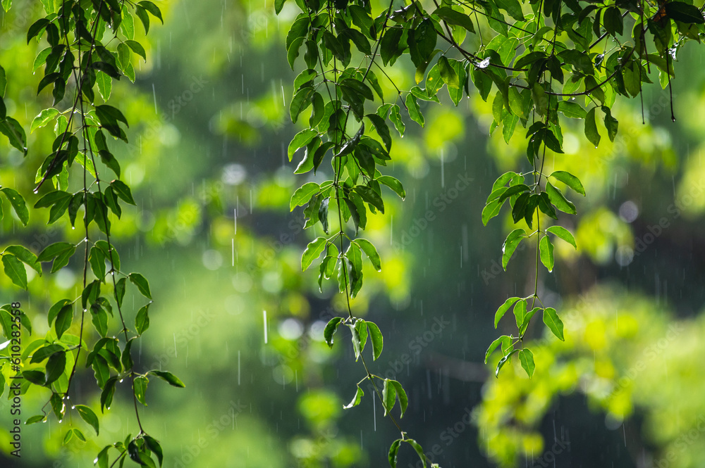 raining shower drop on leaf tree, close up of rainfall in jungle,Heavy Rain Falling on Tree ...