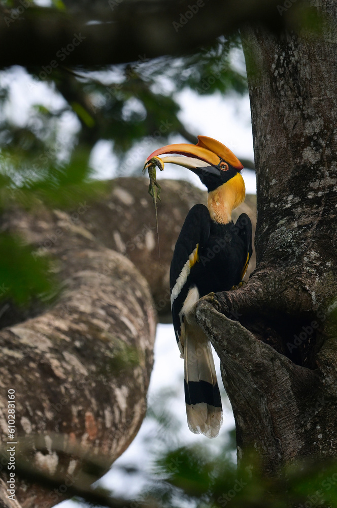 The great hornbill is native to the forests of India, Bhutan, Nepal ...