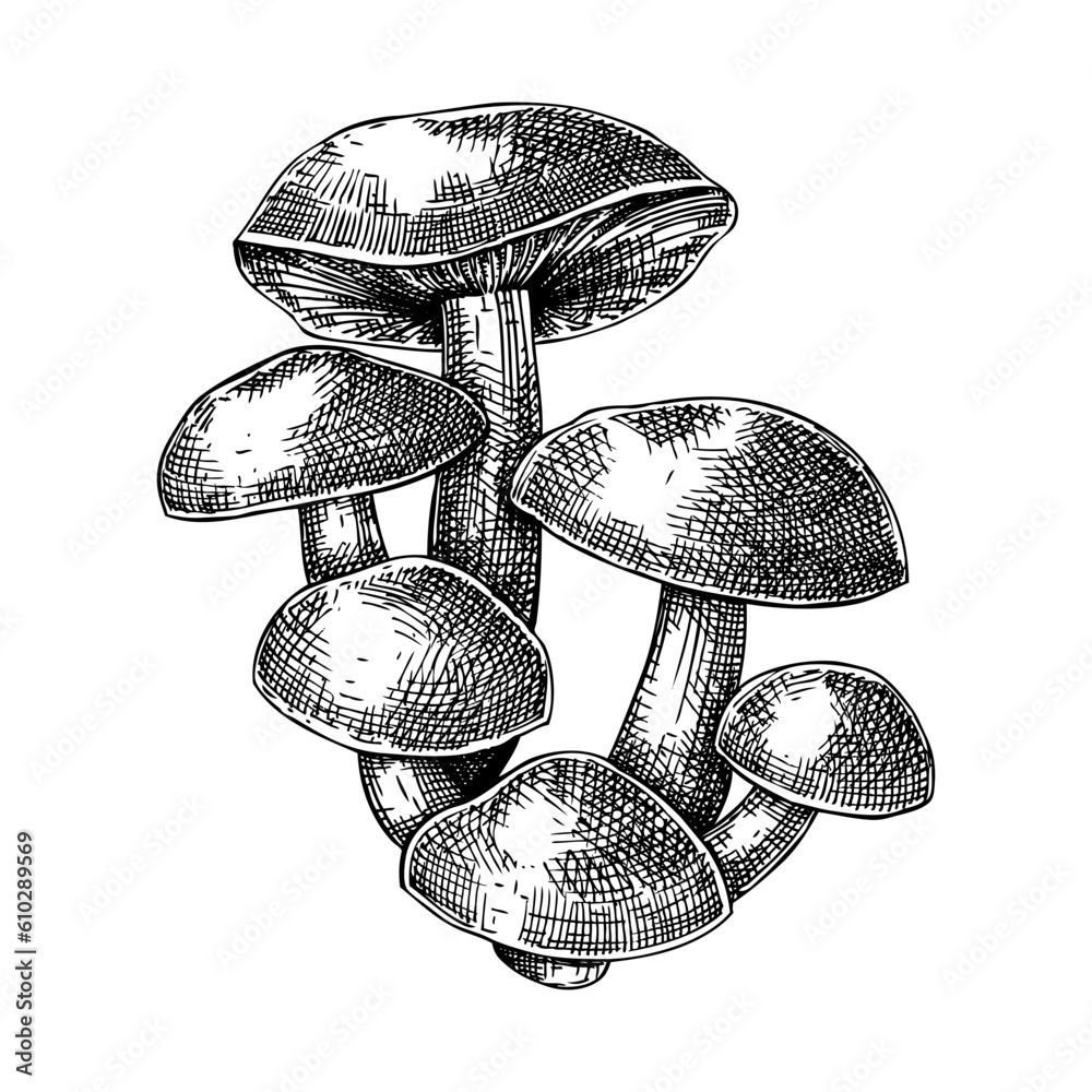 Velvet shank mushroom sketch. Edible fungus illustration. Fungal ...