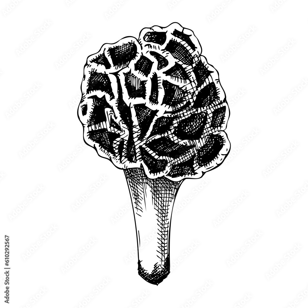 False morel mushroom sketch. Hand-drawn deadly poisonous fungus ...