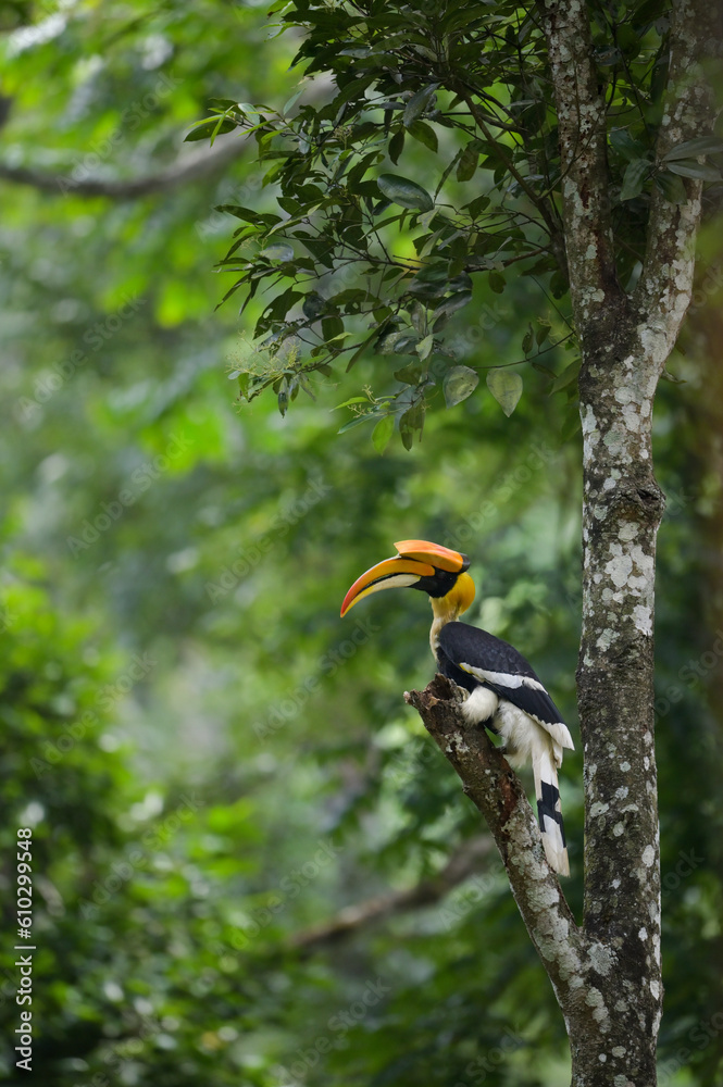 Fotka „The great hornbill is native to the forests of India, Bhutan ...
