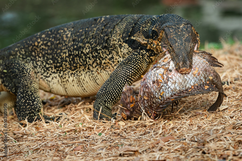 Komodo Monitor lizard dragon is eating a fish in Lumphini Park, Bangkok ...