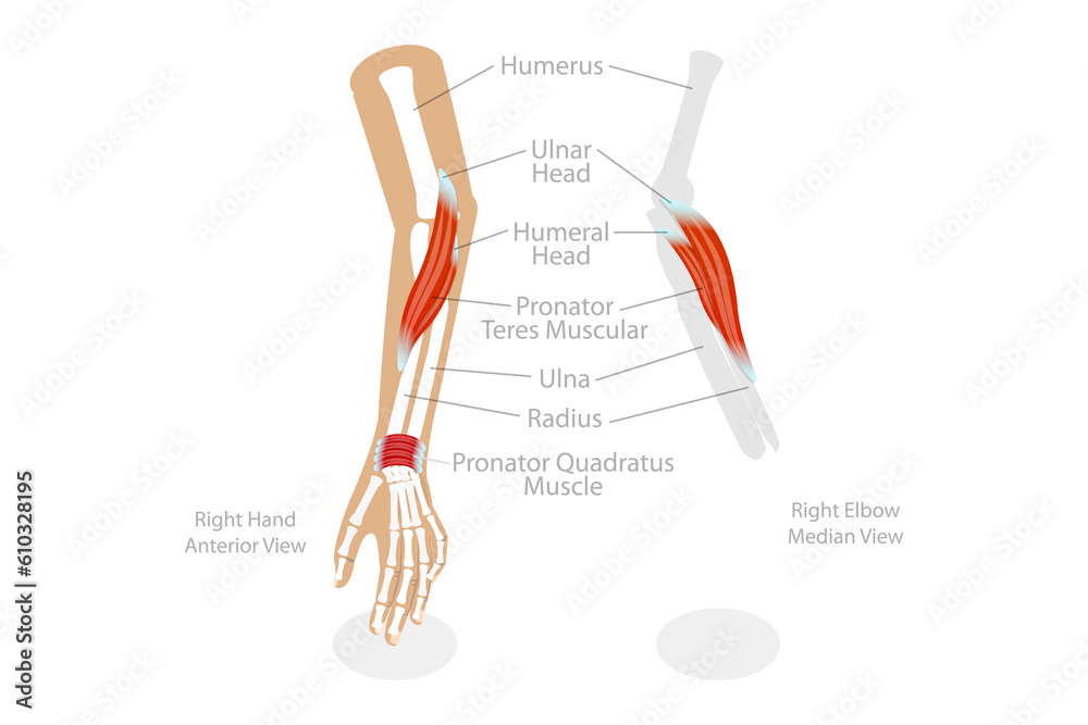3D Isometric Flat Conceptual Illustration of Pronator Teres Muscle ...
