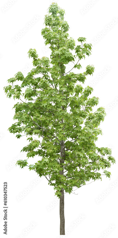 Isolated single tree with clipping path and alpha channel on a ...