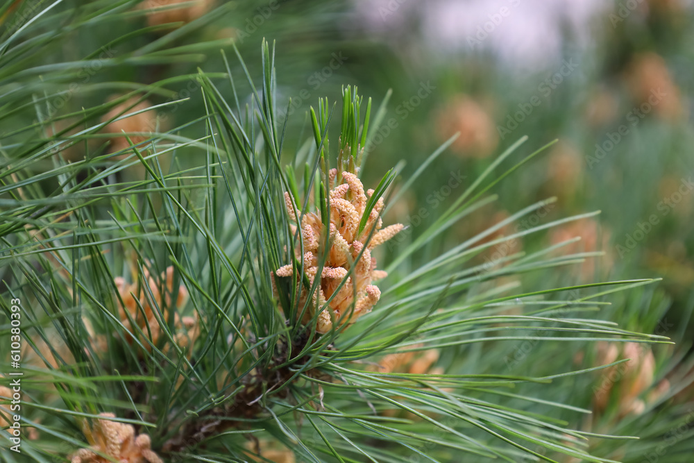 Blossom of Macedonian pine. Male pollen producing strobili. New male ...