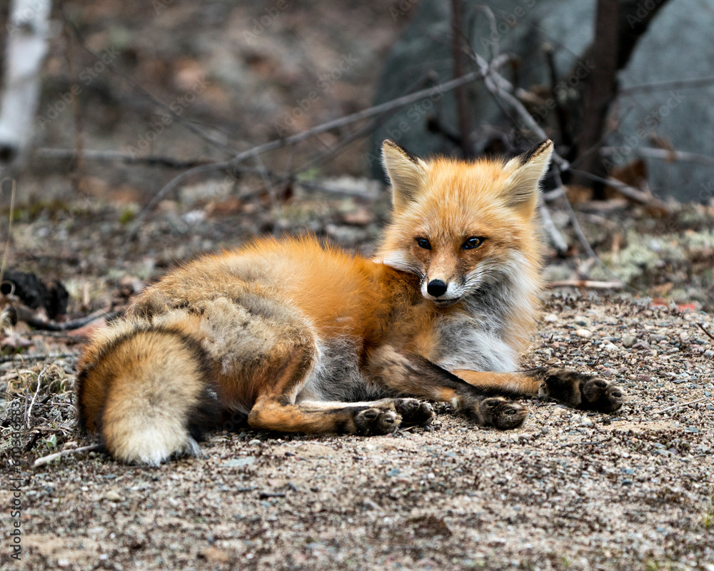 Red Fox Photo and Image. Fox Image. Close-up resting in the springtime ...