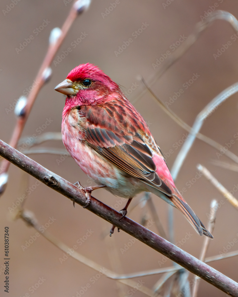 Purple Finch Photo and Image. Male close-up side view, perched on a ...