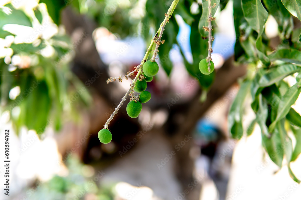 Mango trees gracefully display their small, early-stage mangoes, a ...