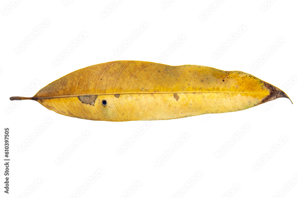 In its final stage of life, a solitary yellow mango leaf gracefully ...