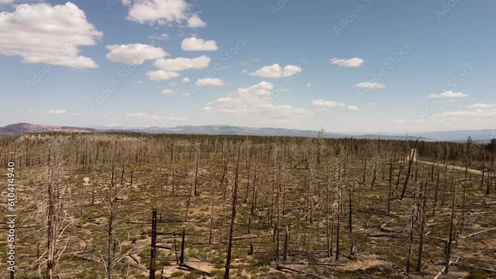 destroyed forest by natural disaster fire and climate change show ...