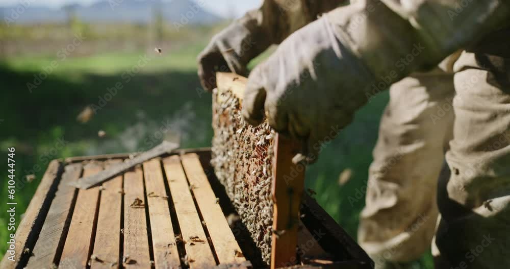 Countryside, beekeeper hands and farm smoke for bee and honey farming ...