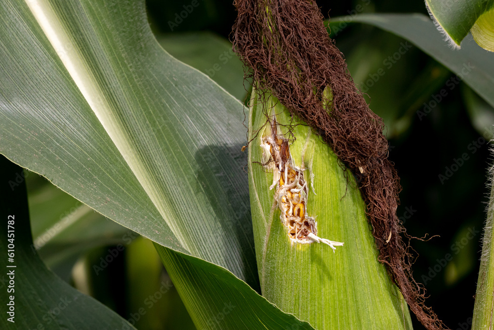 Corn ear with insect damage to husk and kernels. Insect control and ...