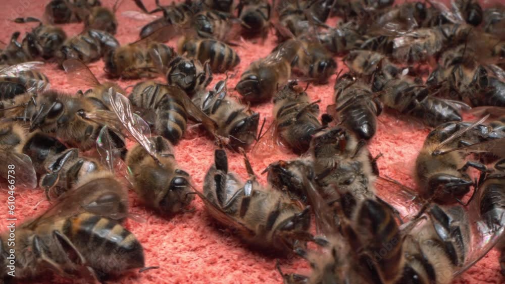 A dead bees close up. The death of honey bees and environmental ...