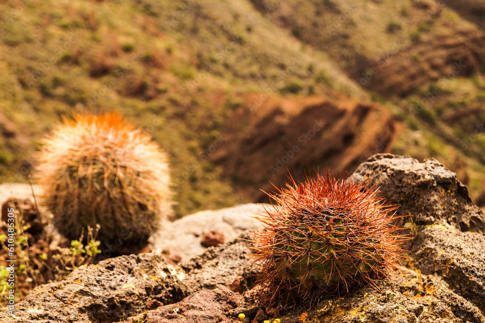 Cactus o cardón Nativo de la montaña.Flora autóctona de la cordillera ...
