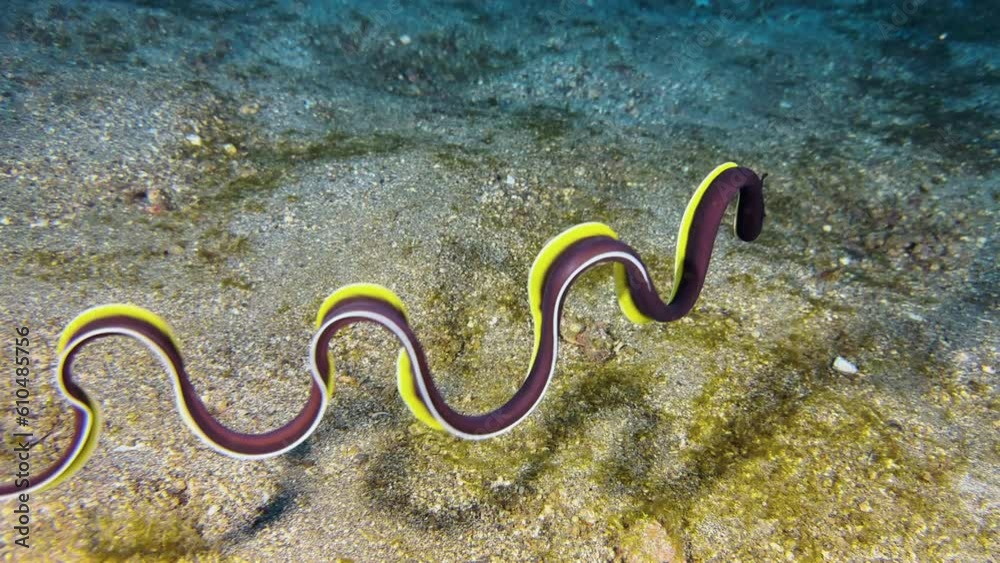 Juvenile ribbon eel outside of burrow performing wave-like movements of ...