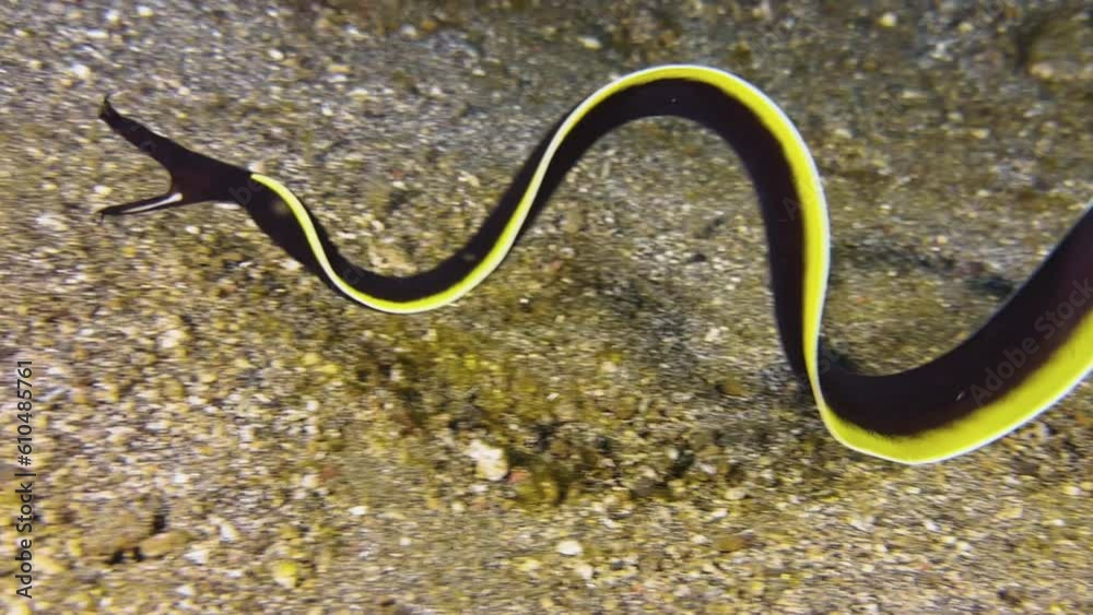 Juvenile ribbon eel outside of burrow swimming freely in the water ...