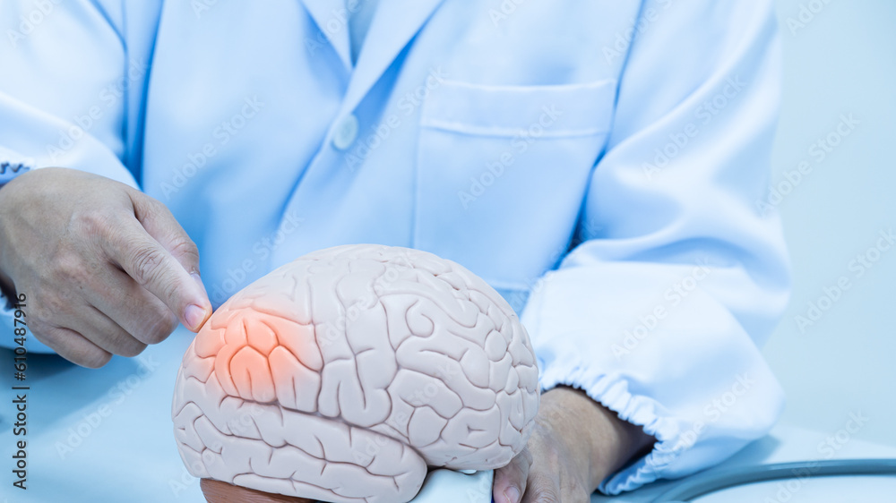 Neurologist hand pointing brain anatomy human model and brain disease ...