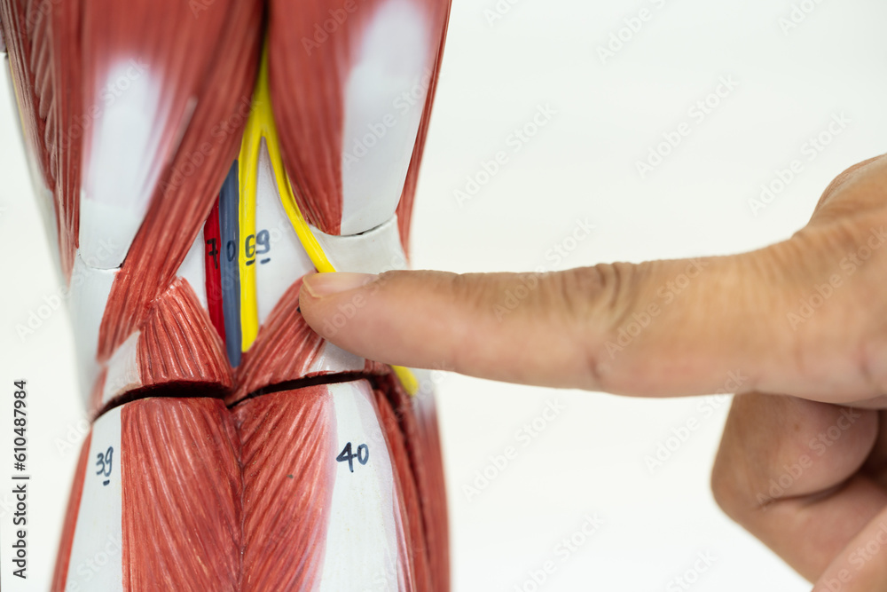 Physiotherapist explaining muscle injury to athlete.Doctor explains the ...