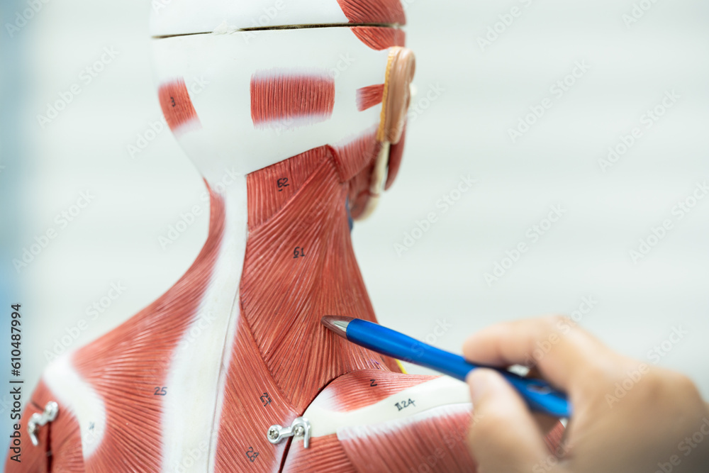 Physiotherapist explaining muscle injury to athlete.Doctor explains the ...