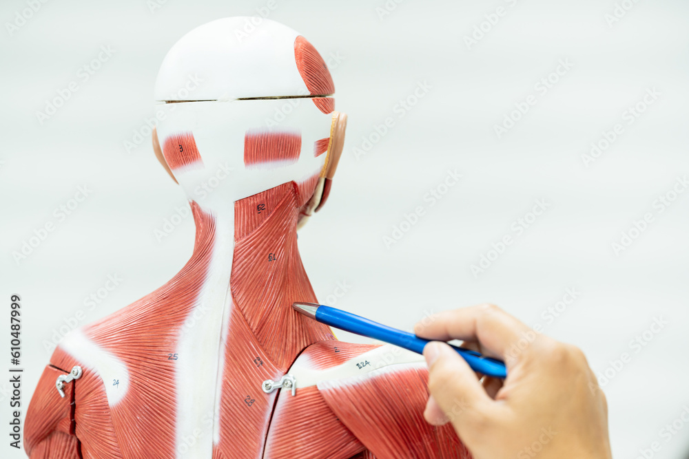 Physiotherapist explaining muscle injury to athlete.Doctor explains the ...