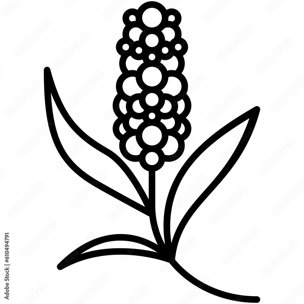 Pearl Millet Icon. Pennisetum Americanum Symbol Stock Illustration ...