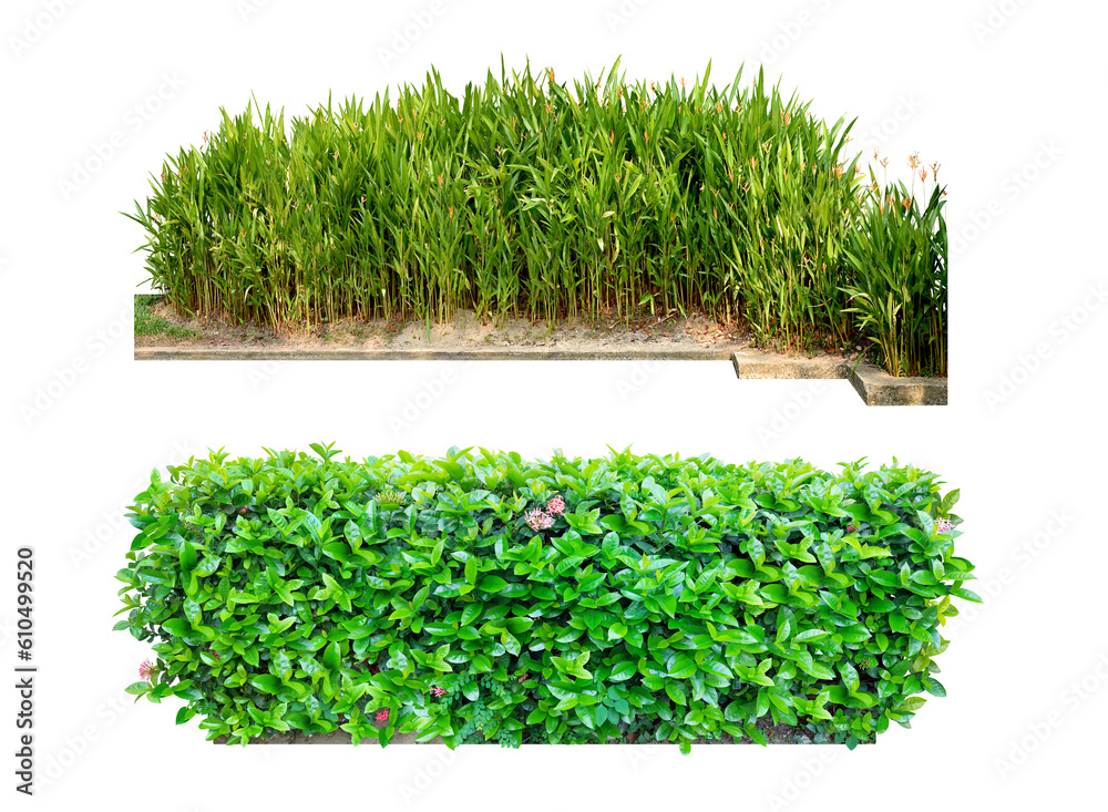 Ornamental plants and Green leafed shrub. Square shape. Heliconia and ...