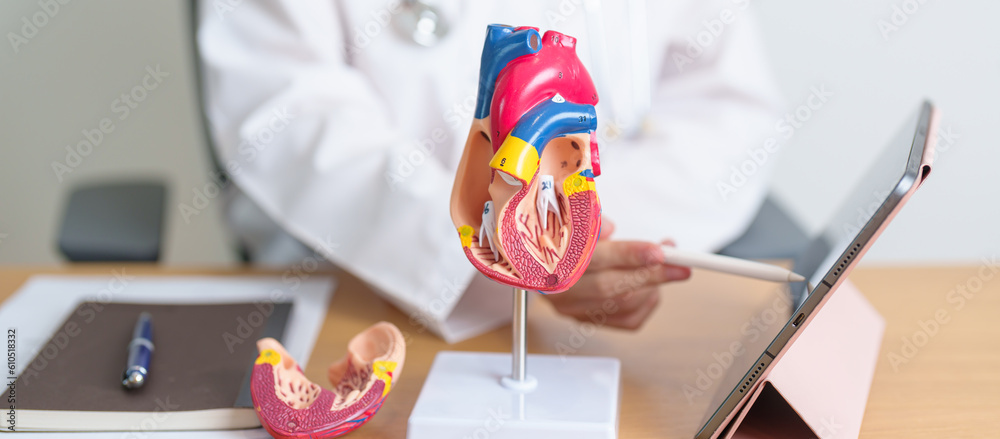 Doctor with human Heart anatomy model and tablet. Cardiovascular ...