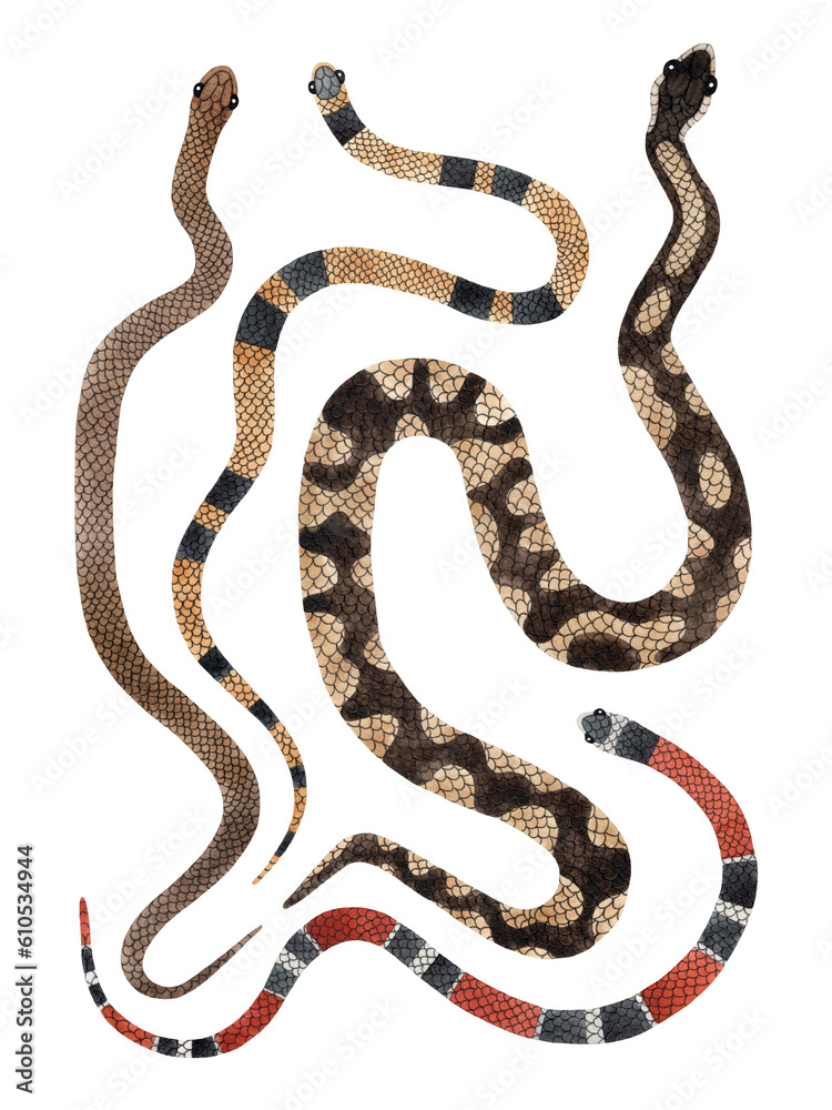 Watercolor Snakes top view illustration set. Isolated on transparent ...