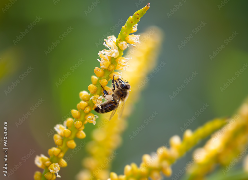 Honey bee (Apis) pollinating bright panicles of golden cane palm or ...