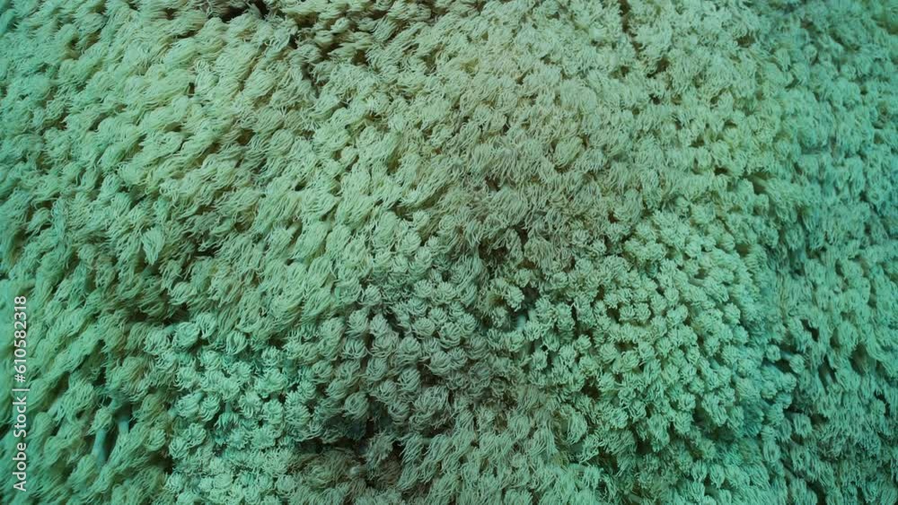 Close-up, Colonies of Flowerpot coral or Anemone coral (Goniopora ...