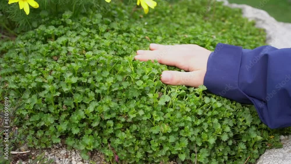 The child touches the plant with his hands. Sensory perception of the ...