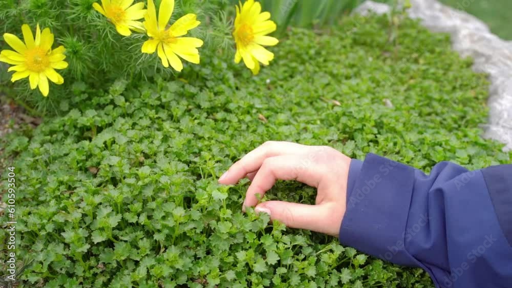 The child touches the plant with his hands. Sensory perception of the ...